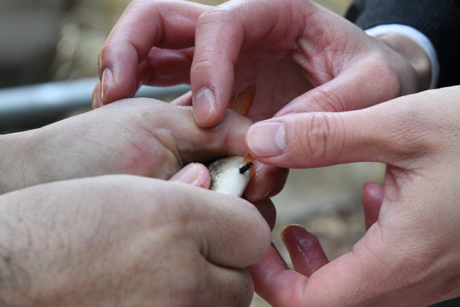 #190 苫小牧研究林で初めてに挑む（1）～モンベルツアーで気分は研究者～ – いいね！Hokudai