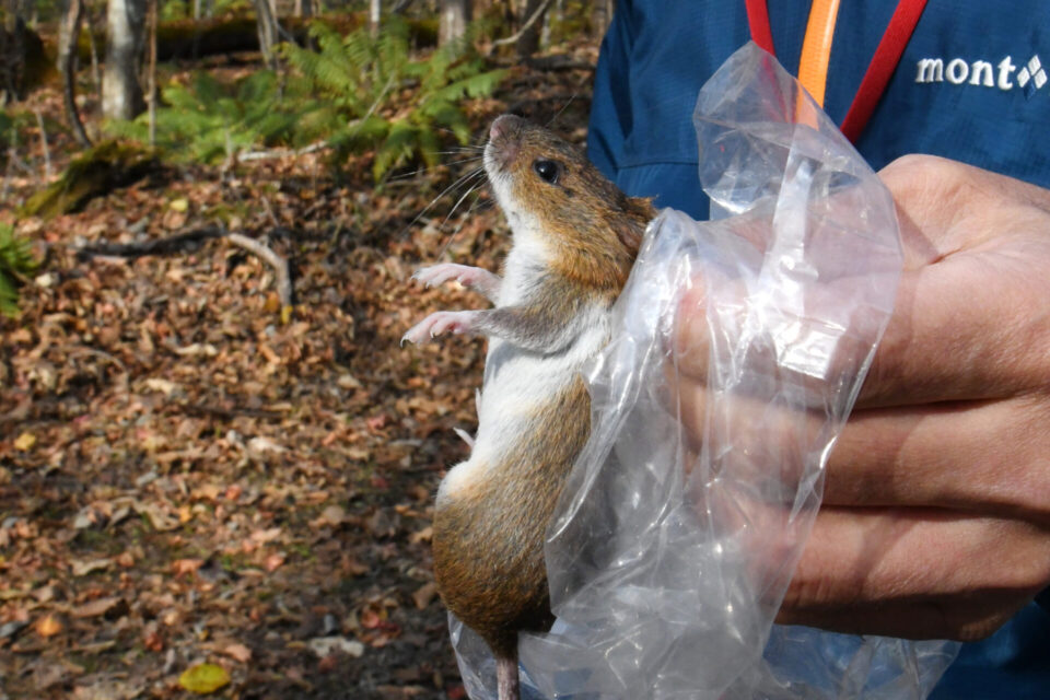 #190 苫小牧研究林で初めてに挑む（1）～モンベルツアーで気分は研究者～ – いいね！Hokudai