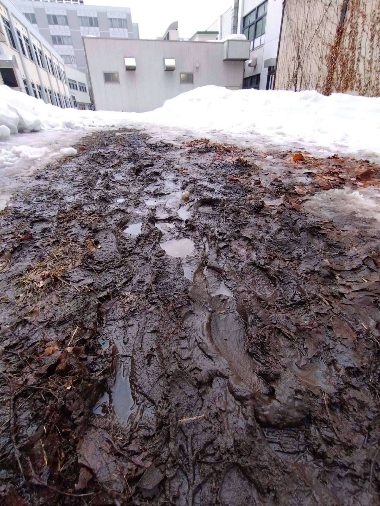 泥濘の風情 – いいね！Hokudai