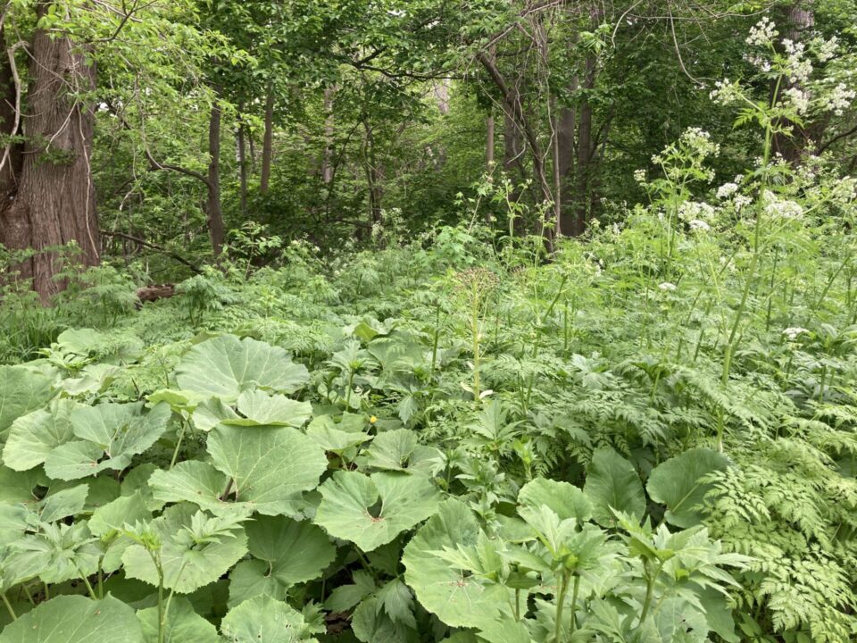 恵迪の森 – いいね！Hokudai