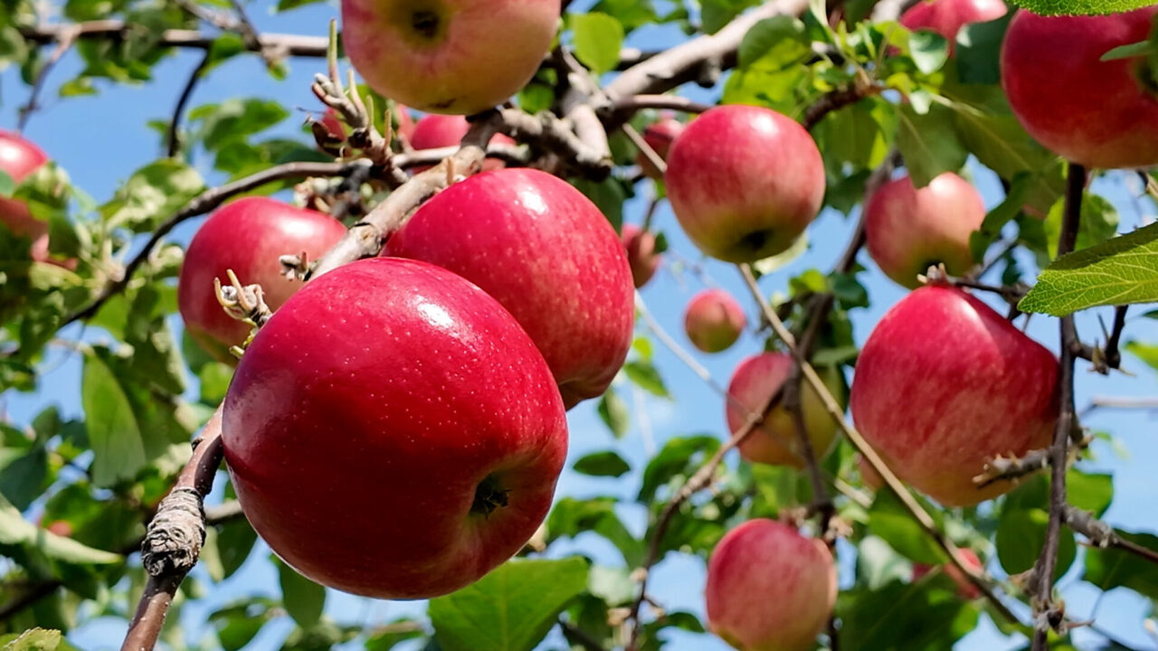 実りの秋はすぐそこに[FSC的フィールド風景No.28] – いいね！Hokudai