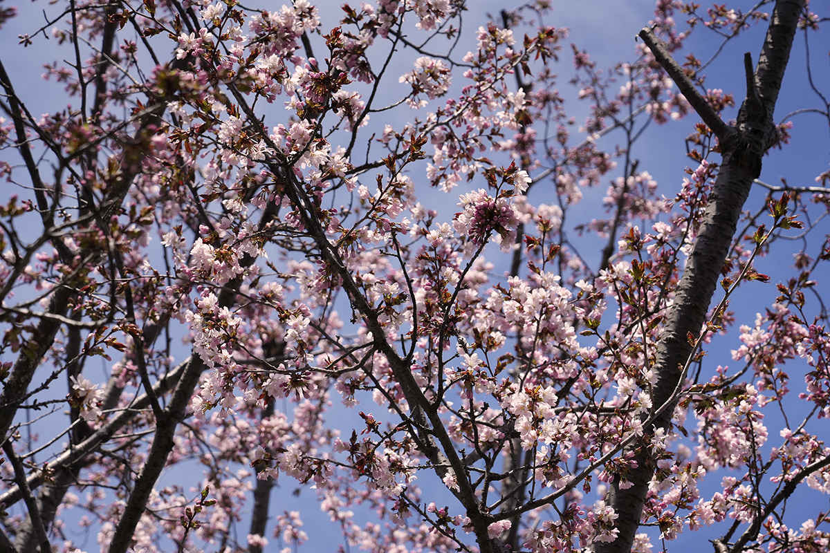 春は、すぐそこ – いいね！Hokudai