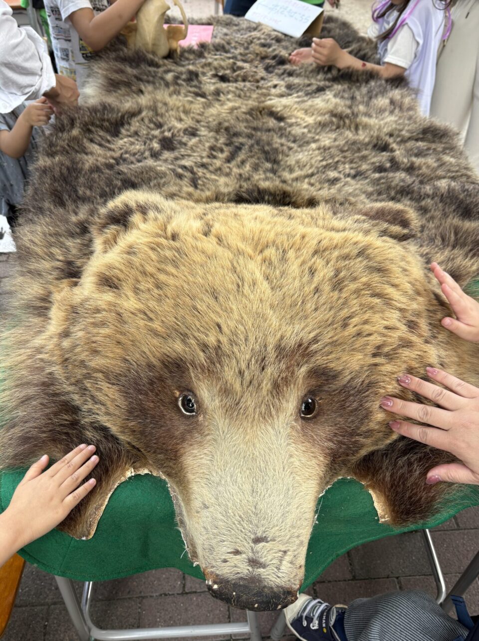 北大祭2025 「ひぐま亭」でおおきなクマをさわってみよう – いいね！Hokudai