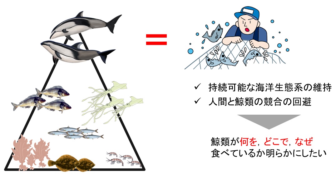 第126回サイエンス・カフェ札幌「北海道いるか・くじら110番〜鯨類研究を⽀えるストランディング〜」を開催しました – CoSTEP – 北海道大学 大学院教育推進機構 科学技術 ...