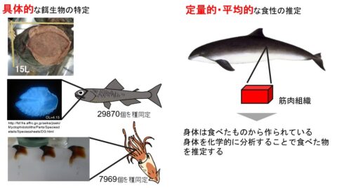 第126回サイエンス・カフェ札幌「北海道いるか・くじら110番〜鯨類研究を⽀えるストランディング〜」を開催しました – CoSTEP – 北海道大学 大学院教育推進機構 科学技術 ...